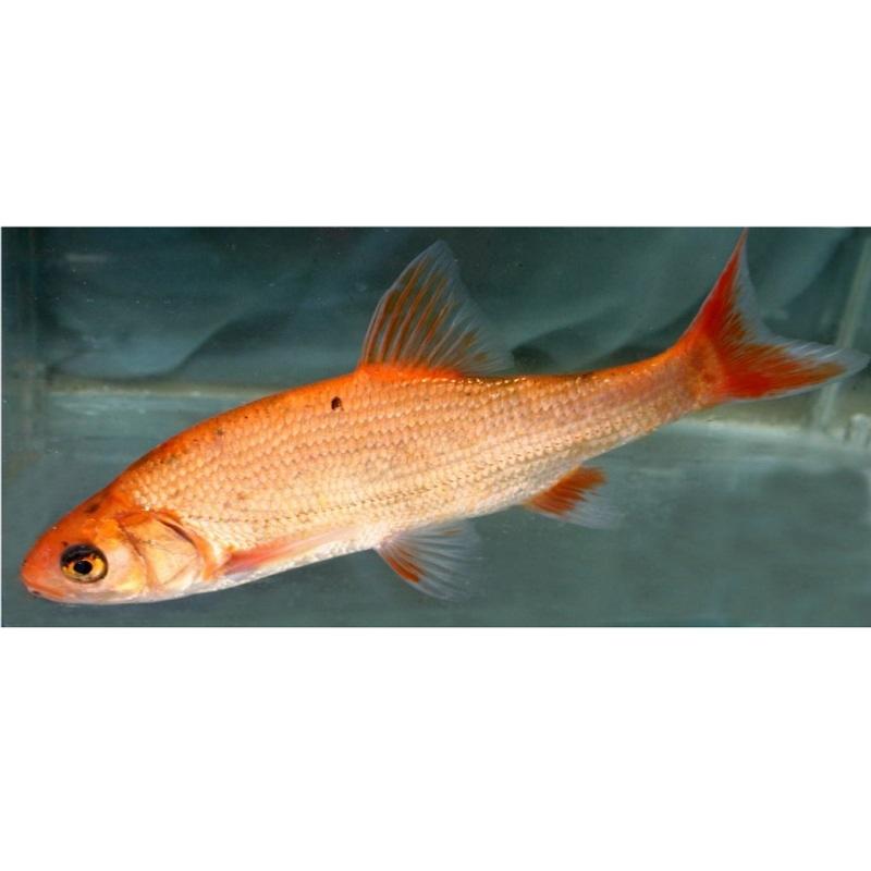 Ide Melanote Orange 8-10 cm Lot de 10