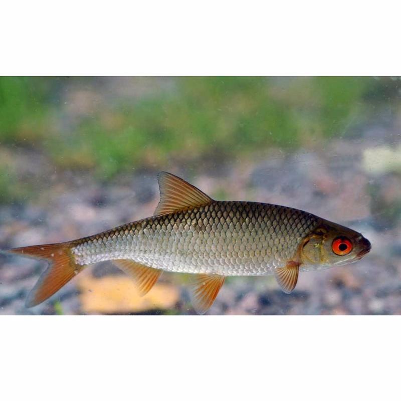 Poisson de repeuplement d'étang Gardon